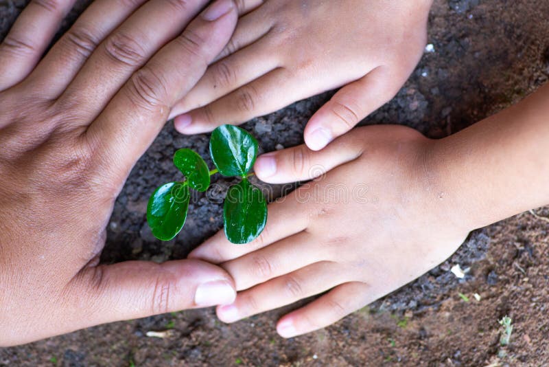 Saving Tree and Environment Concept, Kid and Father Hand Protect Plant ...