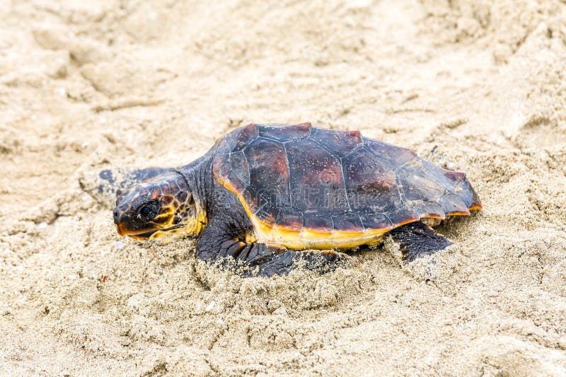 Saving turtle stock image. Image of animal, orange, coast - 305872941