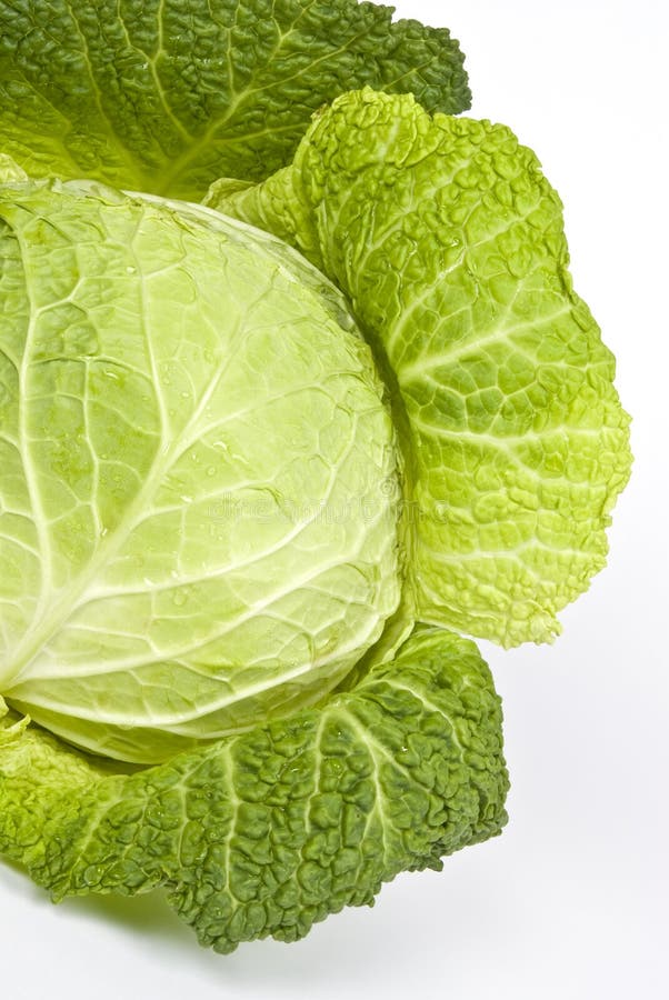 Savory Cabbage stock photo. Image of savory, green, food - 6288292