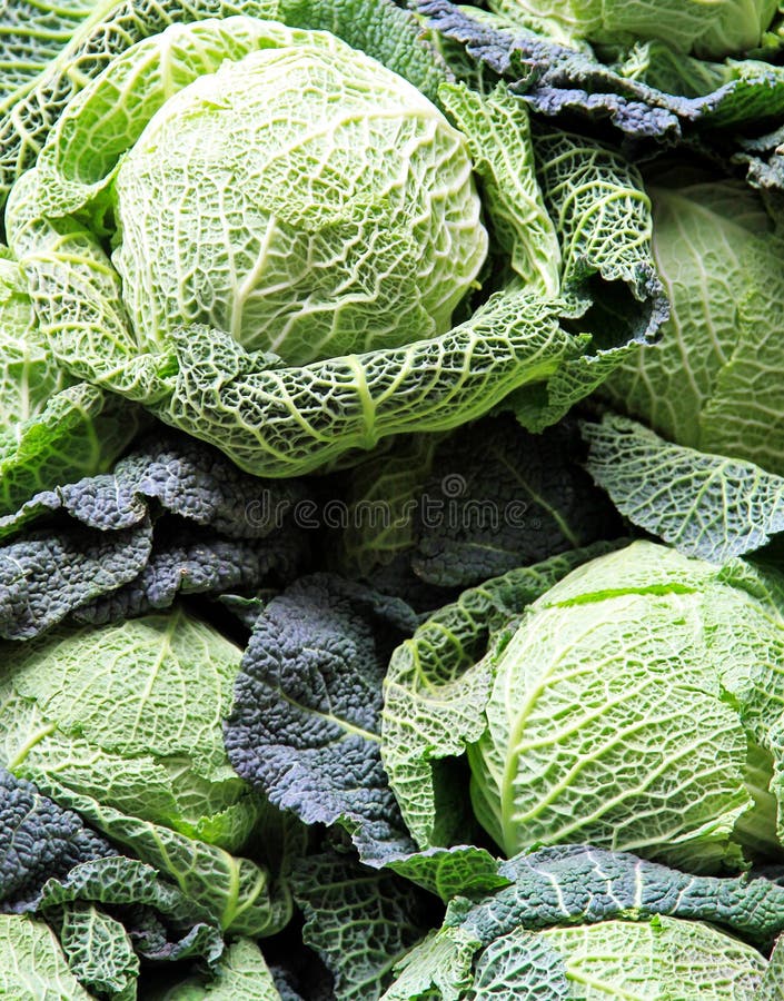 Savoy Cabbage stock photo. Image of vegetables, organic - 20925904