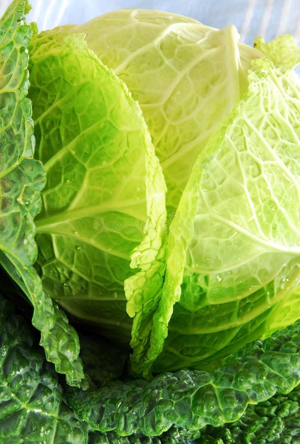 Savoy cabbage stock image. Image of nutrition, ingredient - 21409513