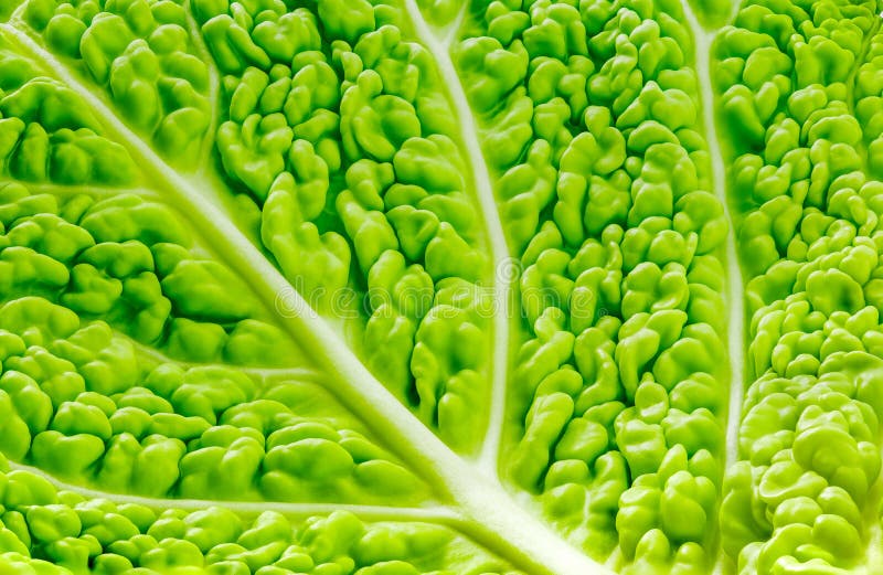 Savoy Cabbage Corrugated Green Leaf Inner Part with Bulges, Close-up ...