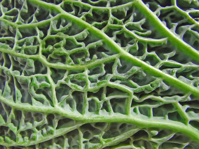 Savoy cabbage detail stock image. Image of eating, dieting - 13330089