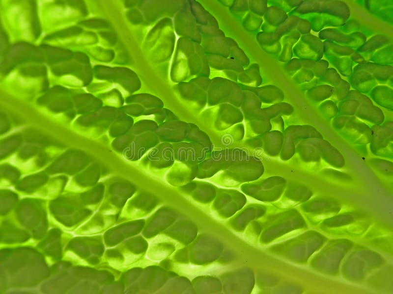 Savoy cabbage detail stock image. Image of detail, brassica - 13330121
