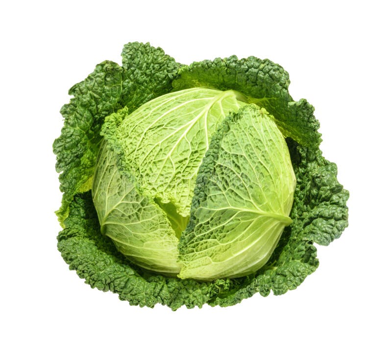 Savoy Cabbage Isolated without Shadow Stock Image - Image of food ...