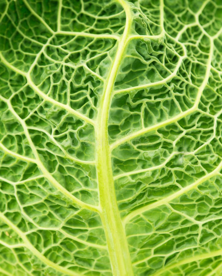 Savoy Cabbage Leaf As a Texture Stock Image - Image of full, health ...
