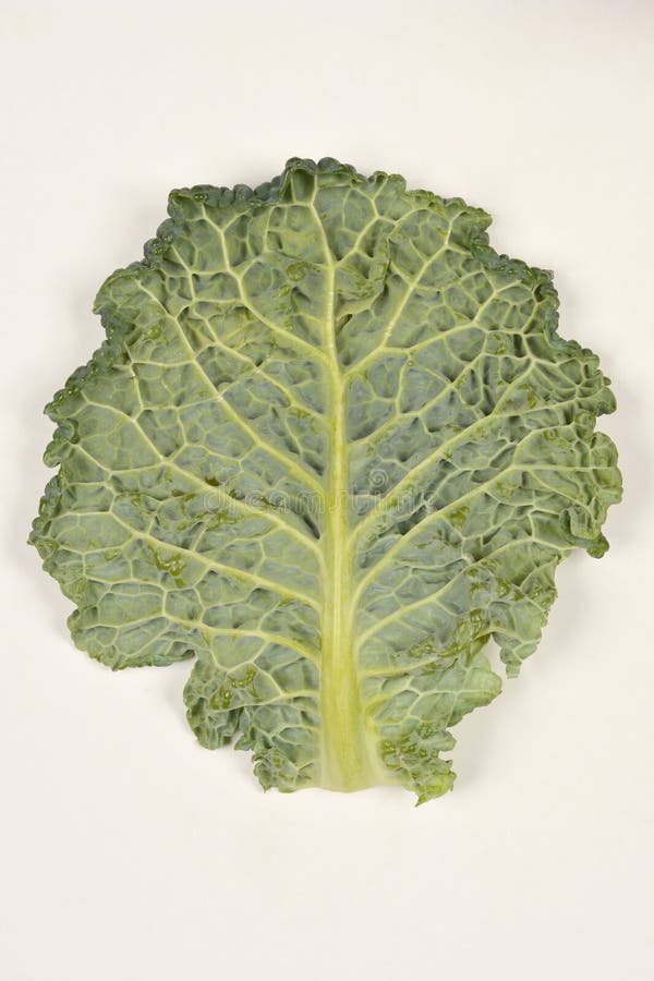 Savoy cabbage leaf stock image. Image of veins, healthy - 376522441