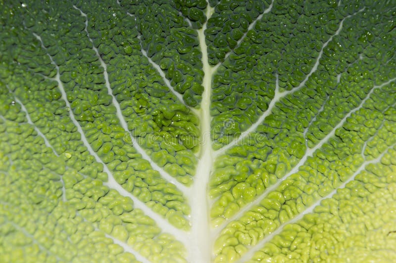 Savoy cabbage leaf texture stock photo. Image of concept - 285740338
