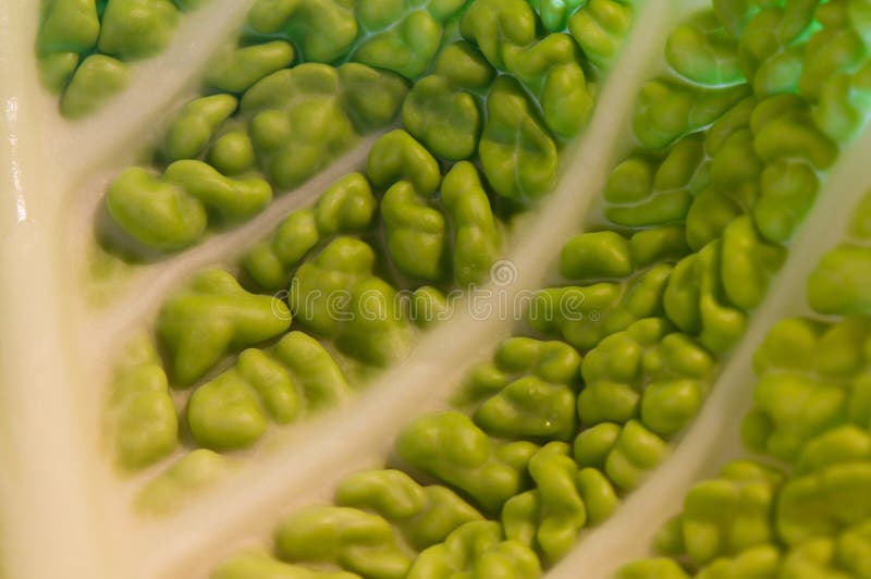 Savoy cabbage leaf texture stock photo. Image of veins - 390581426
