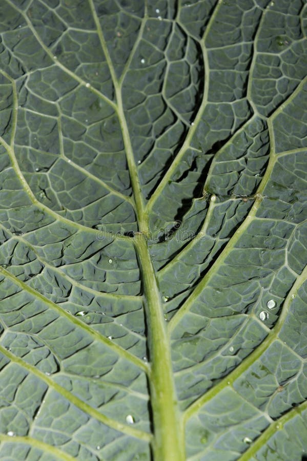 Savoy cabbage leaf texture stock image. Image of background - 285740327