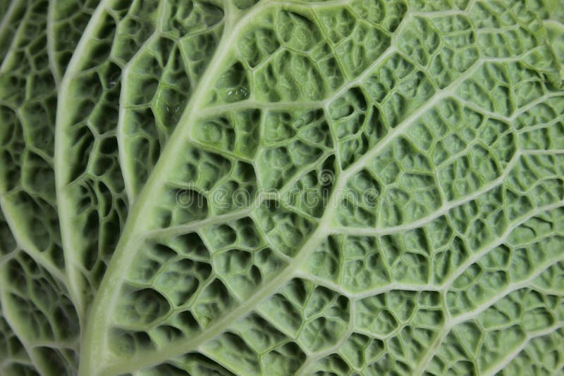 Savoy Cabbage Macro stock image. Image of macro, healthy - 12690705