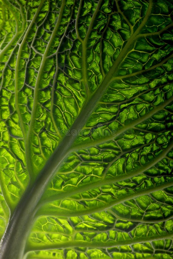Savoy cabbage stock image. Image of lamina, beauty, closeup - 84015813