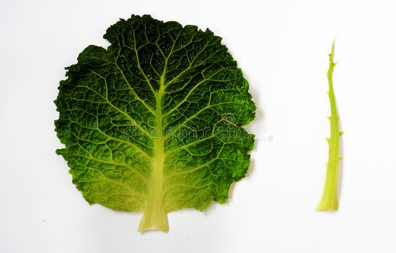 Savoy cabbage stock image. Image of product, diet, organic - 63165373