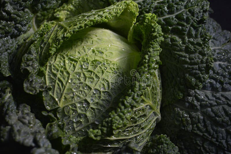 Savoy Cabbage - Structure in Dark Photography Stock Image - Image of ...