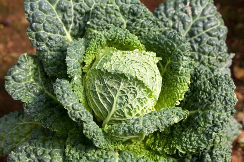 Savoy Cabbage Super Food. Top View Stock Photo - Image of ingredient ...
