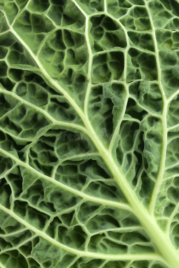 Savoy cabbage texture stock image. Image of fresh, healthy - 12332859