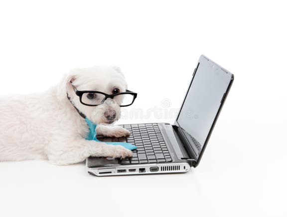 Savvy Dog Using a Computer Laptop Stock Image - Image of laptop ...