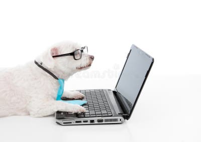 Savvy Dog Using a Computer Laptop Stock Image - Image of breed ...