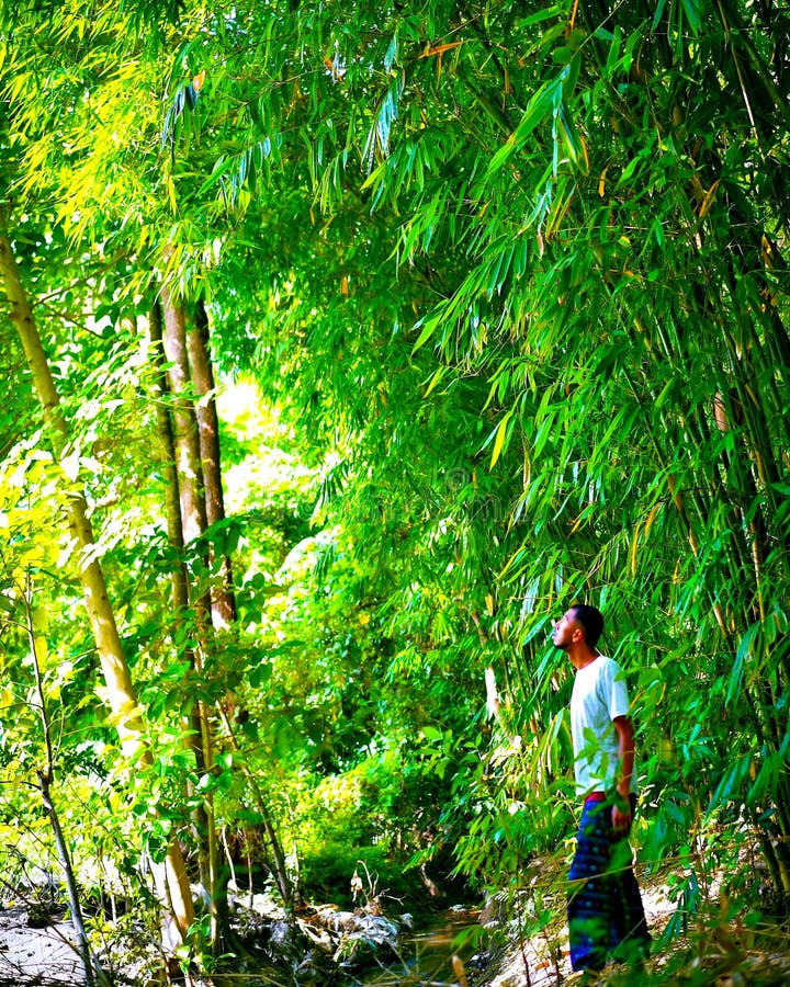 Saw a Bird on a Bamboo Tree in the Mountain Stock Image - Image of ...