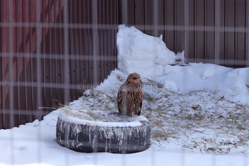 Saw stock image. Image of wild, nature, bird - 112795629