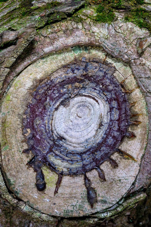 Saw Cut of a Branch of a Coniferous Pine Tree, on Which Sticky Resin ...
