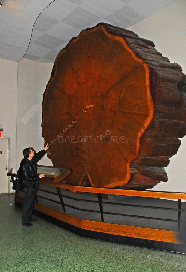 Giant Sequoia Tree Rings Stock Photos - Free & Royalty-Free Stock ...