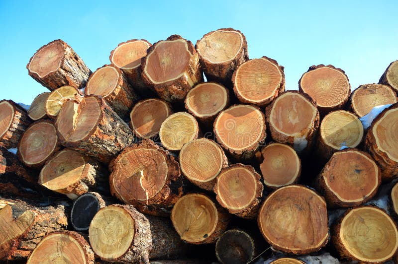 Saw cut larch log stock photo. Image of dried, larch - 68541894