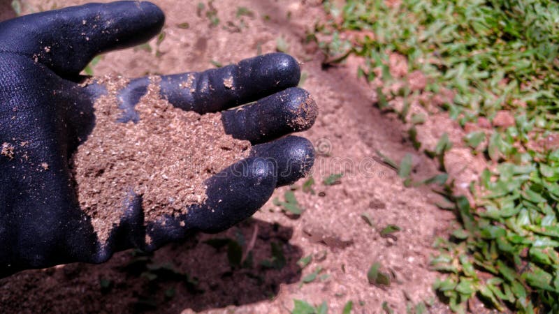 Saw dust on a grass field stock photo. Image of produce - 214487760