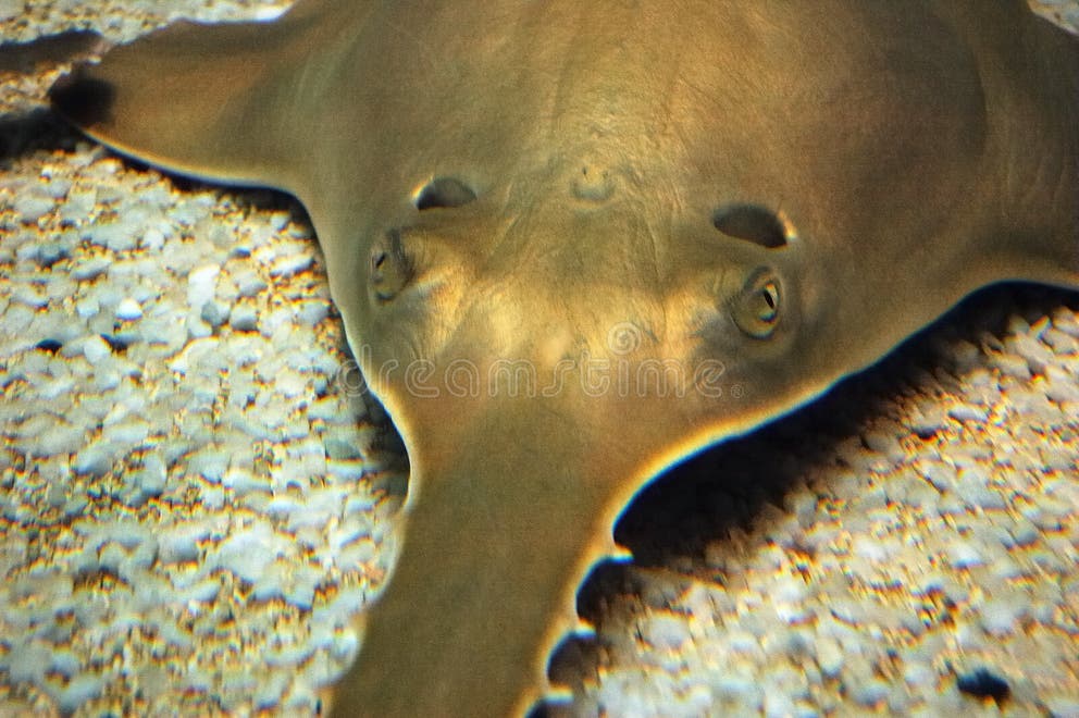 Saw fish stock photo. Image of ocean, coral, aquarium - 1456202