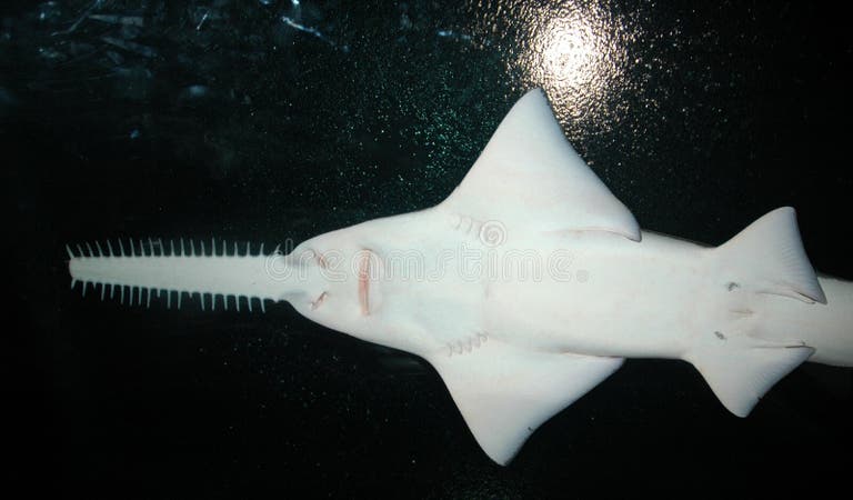 Saw fish stock photo. Image of white, angle, underneath - 6907028