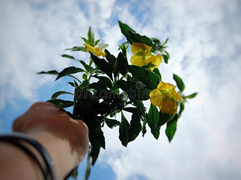 Saw a Flower Being Held by a Hand from a Low Vantage Point Stock Photo ...