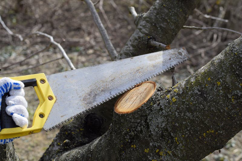 Saw a Hacksaw at the Cut Branch. Cutting a Tree Branch with a Hand ...