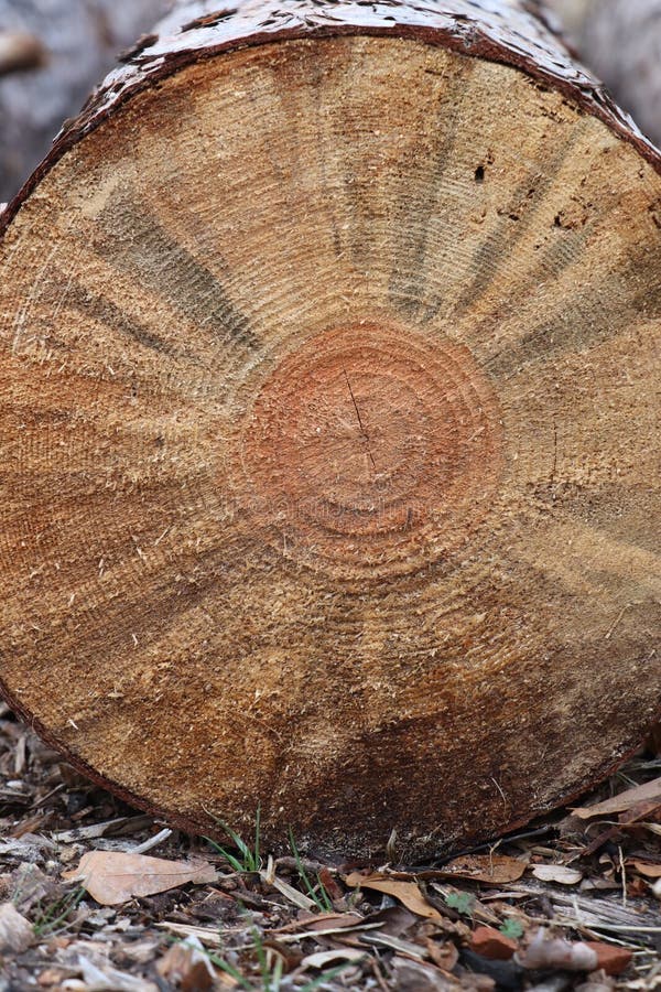 Saw Pattern on Cut Tree Trunk Rings Stock Image - Image of rock, wood ...