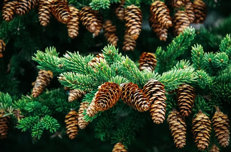 SAW Red Spruce stock image. Image of seasonal, branches - 339567491