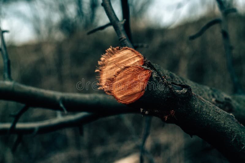 Saw sawed-off tree branch stock photo. Image of canopy - 198214826