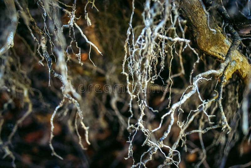 SAW Uprooted Tree stock photo. Image of texture, fallen - 339567506