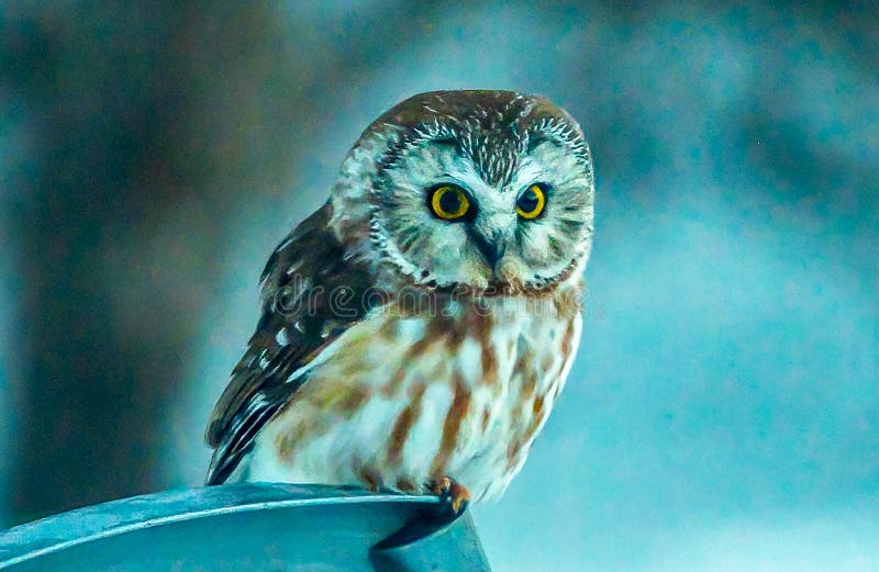 Saw whet owl stock image. Image of branch, wing, whet - 266949189