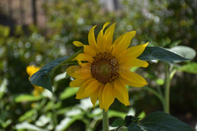 Saw of a Yellow Sunflower with Gradient Stock Photo - Image of plant ...