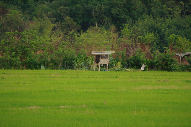 Sawa Rice in Kota Marudu Sabah Stock Photo - Image of flower, fern ...