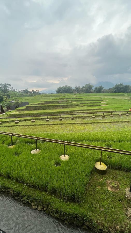 Sawah dan keindahannya stock photo. Image of view, keindahannya - 373976442