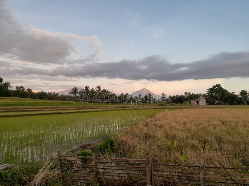 Rice Fields in the Afternoon Stock Image - Image of sawah, merbabu ...