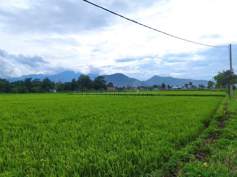 Sawah stock photo. Image of sawah, farm, grassfield - 251273246