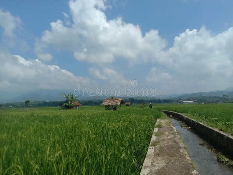 Rice Fields Behind the House Stock Photo - Image of waterway, field ...
