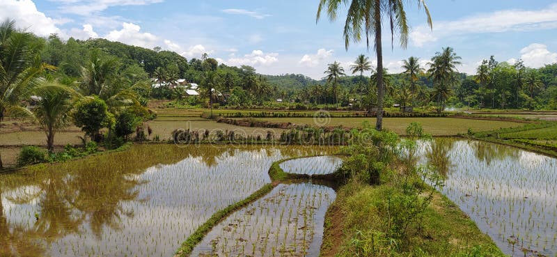 Sawah, Indonesian Rice Field Stock Photo - Image of field, sawah: 262568818