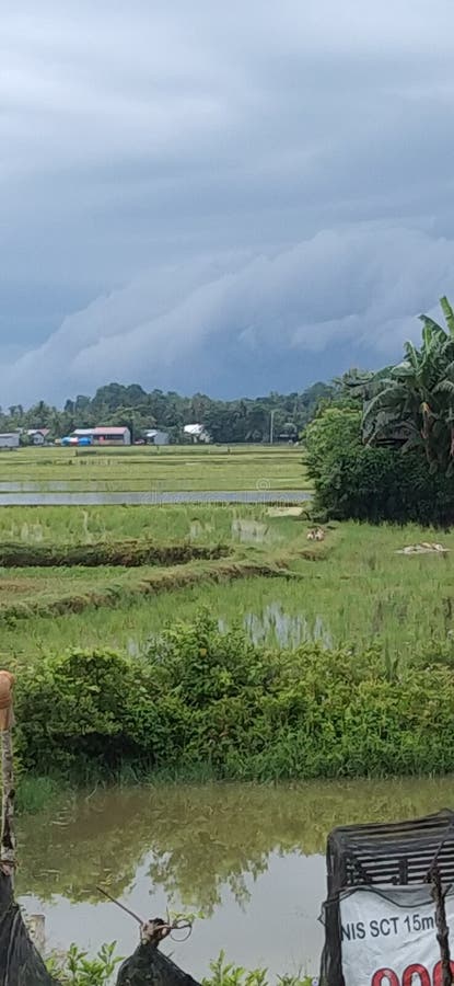 Sawah Langit mendung editorial stock photo. Image of sawah - 261670723