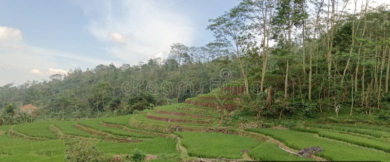 Sawah stock photo. Image of village, field, medani, sawah - 278107418