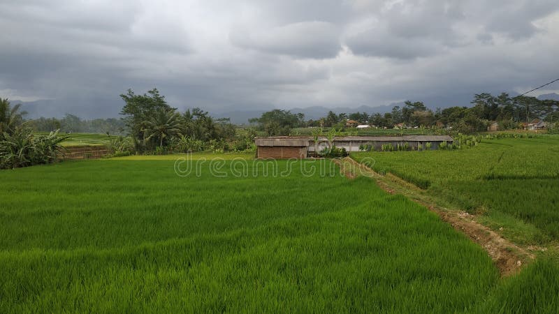 Sawah, Ricefield, Sabin stock image. Image of plain - 256000575