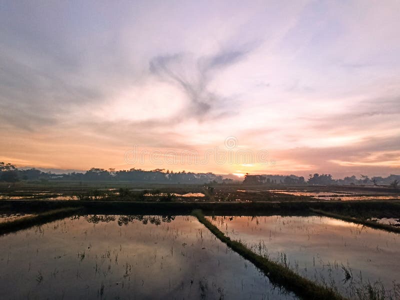 Sawah stock image. Image of sunrise, horizon, sunset - 222070733