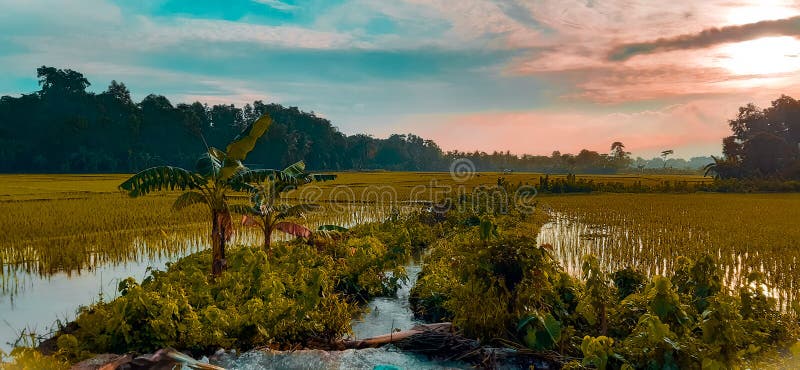 Sawah Sunset River Flower Morning Stock Image - Image of evening ...