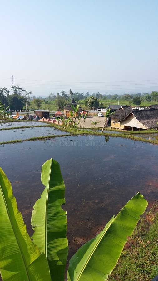 Sawah view in Indonesia stock image. Image of green - 200287195